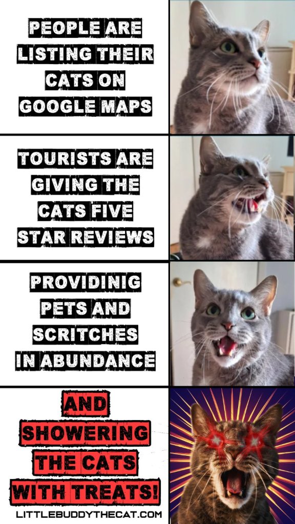 Cats Listed On Google Maps Are Getting Showered With Treats By Enamored ...