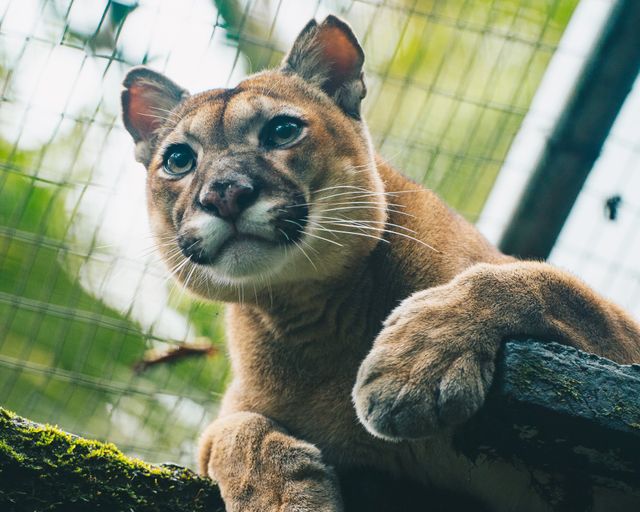 Wordless Wednesday: The Magnificent, Majestic Puma Concolor – Pain In ...