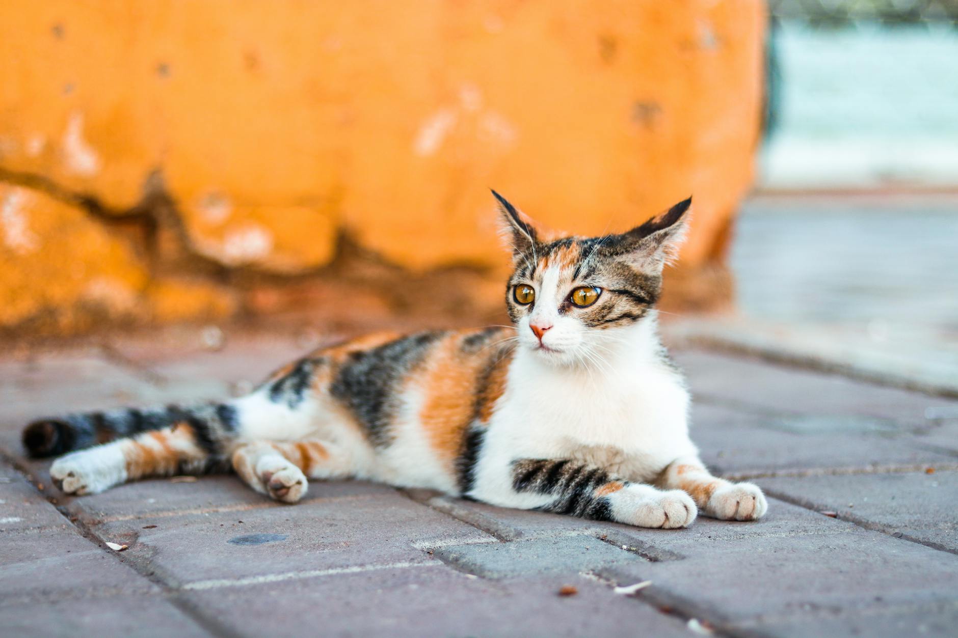 Cats Listed On Google Maps Are Getting Showered With Treats By Enamored ...