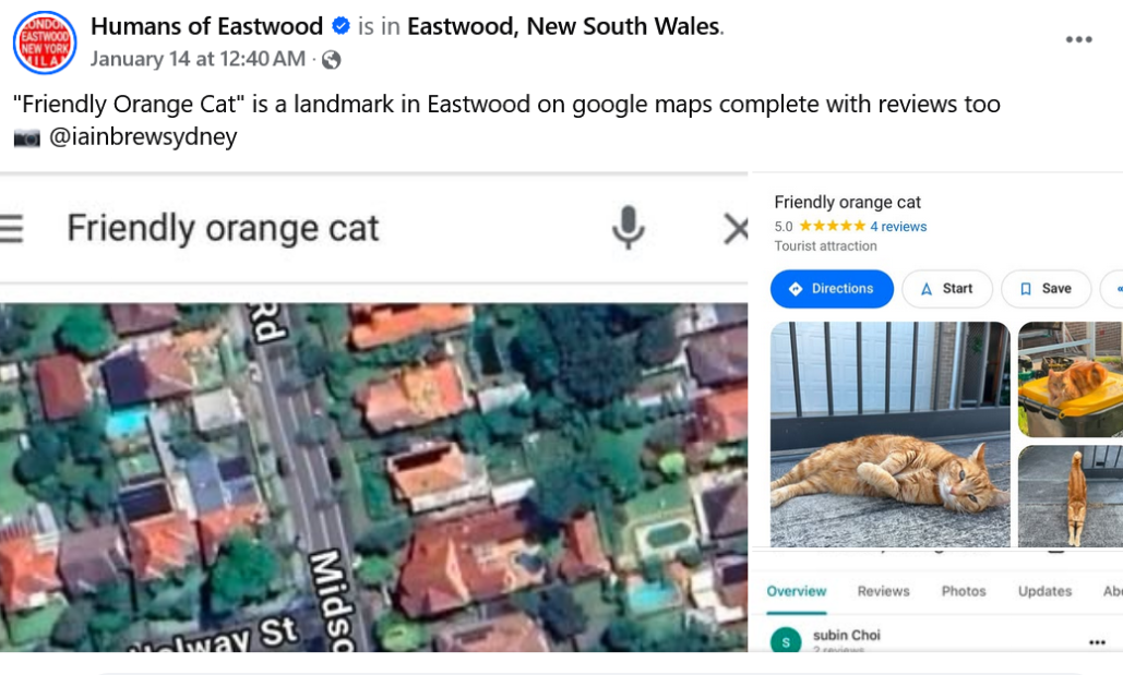 Cats Listed On Google Maps Are Getting Showered With Treats By Enamored ...