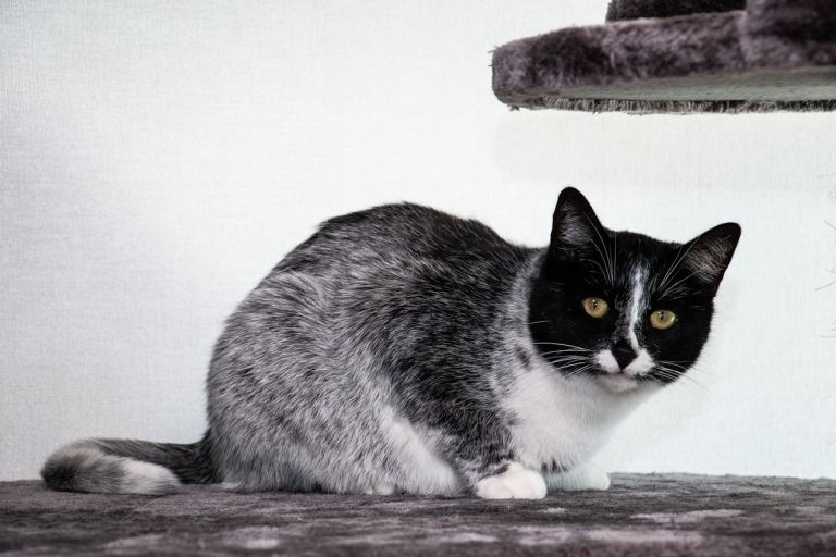 Salmiak_cat – Pain In The Bud