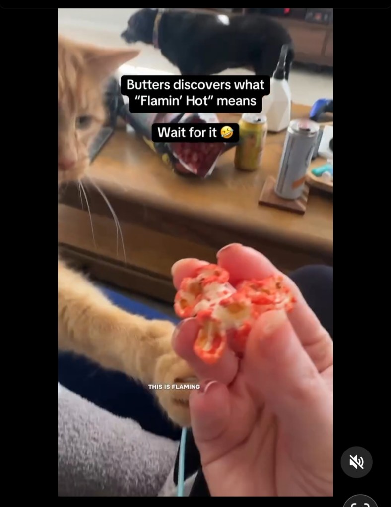 Feeding Your Cat Flamin’ Hot Cheetos Is Not Funny