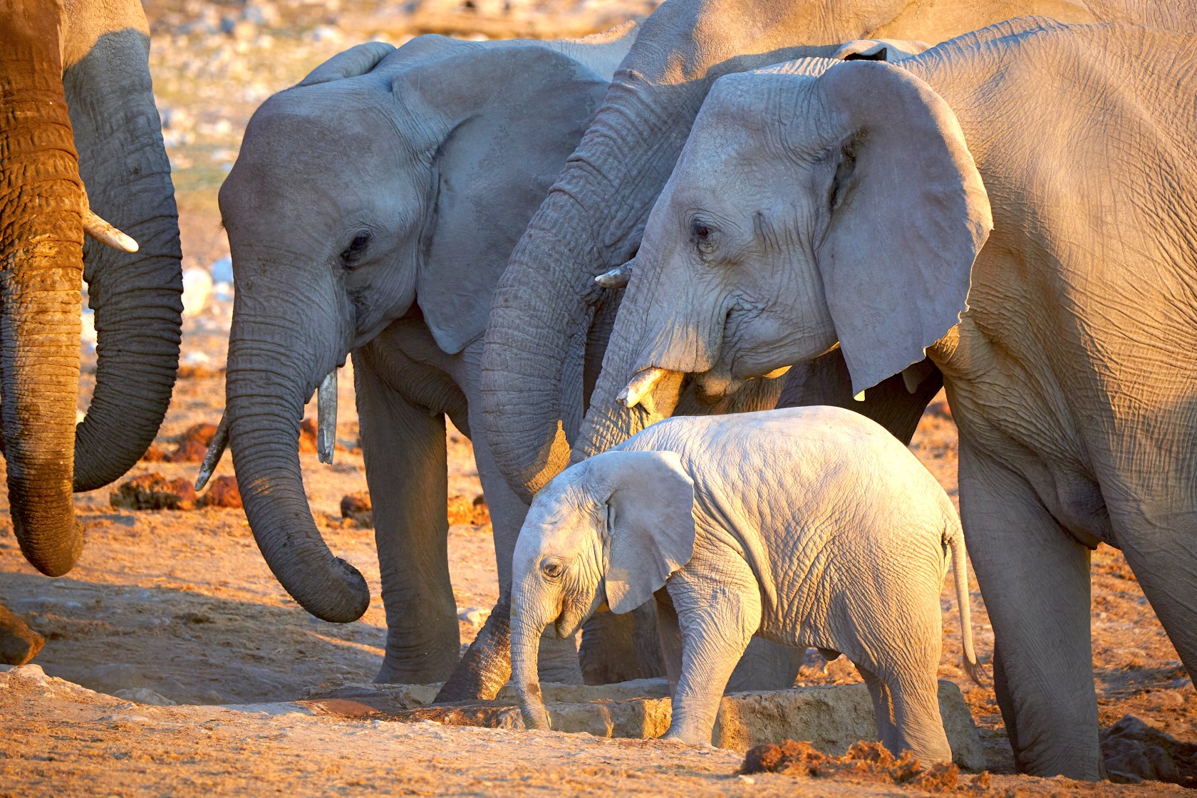 The Elephant Queen Is A Love Letter To Some Of The Most Extraordinary ...