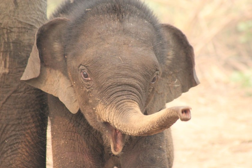 The Elephant Queen Is A Love Letter To Some Of The Most Extraordinary ...