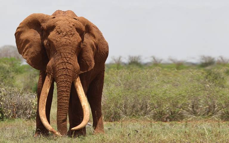The Elephant Queen Is A Love Letter To Some Of The Most Extraordinary ...