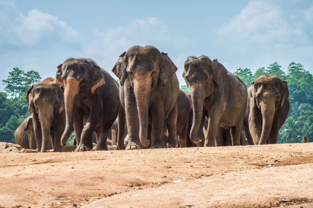 The Elephant Queen Is A Love Letter To Some Of The Most Extraordinary ...