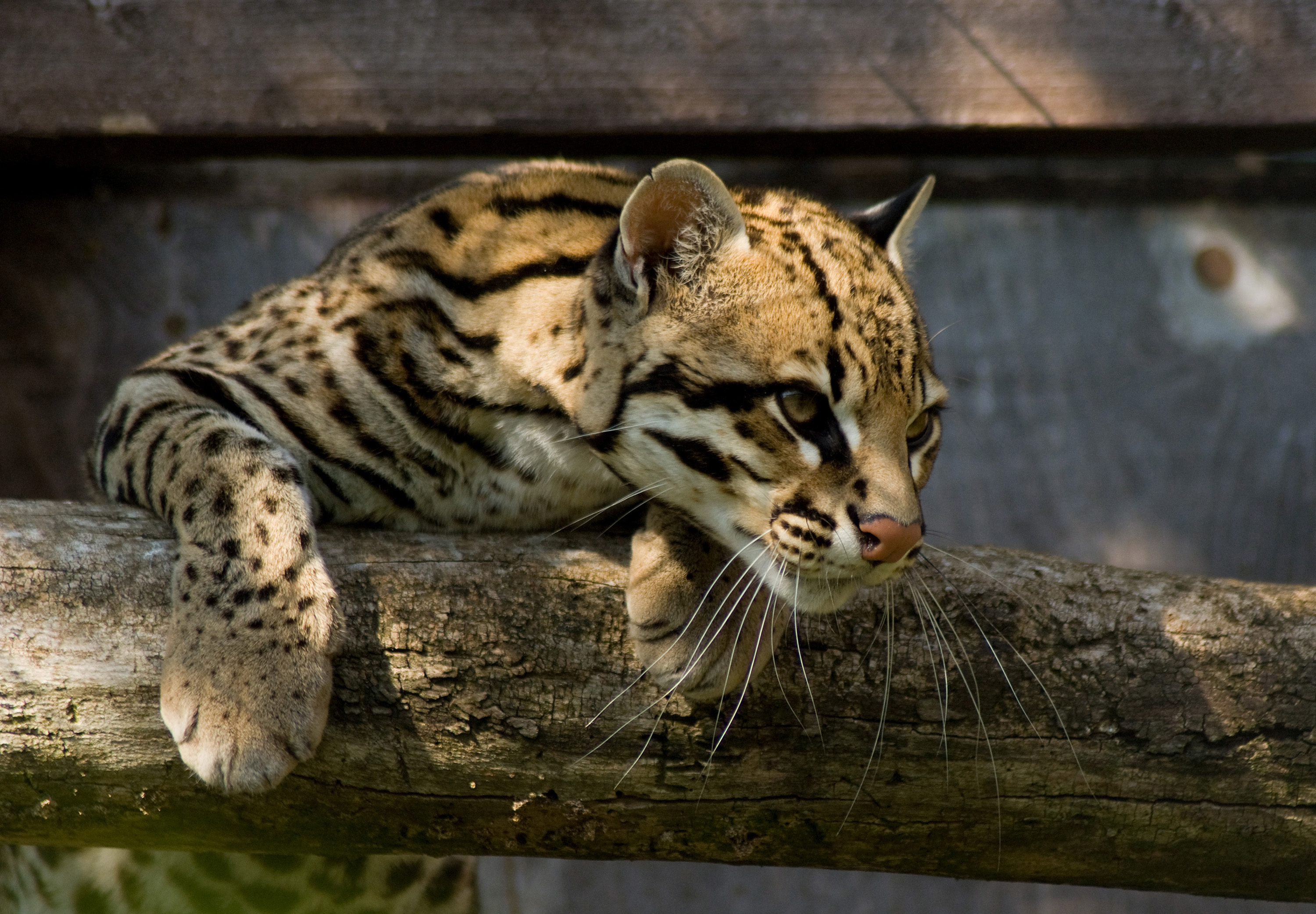 Ocelot Santago 2 – Pain In The Bud