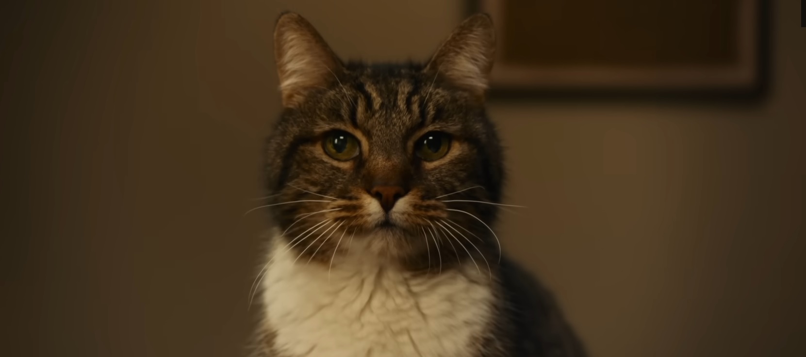 Garrett the cat – Pain In The Bud