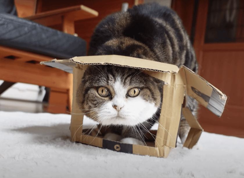 Maru, Youtube Star Feline, Dies At 18