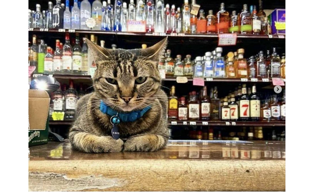 Beloved Bodega Cat Killed By Autonomous Taxi In San Francisco – Pain In ...