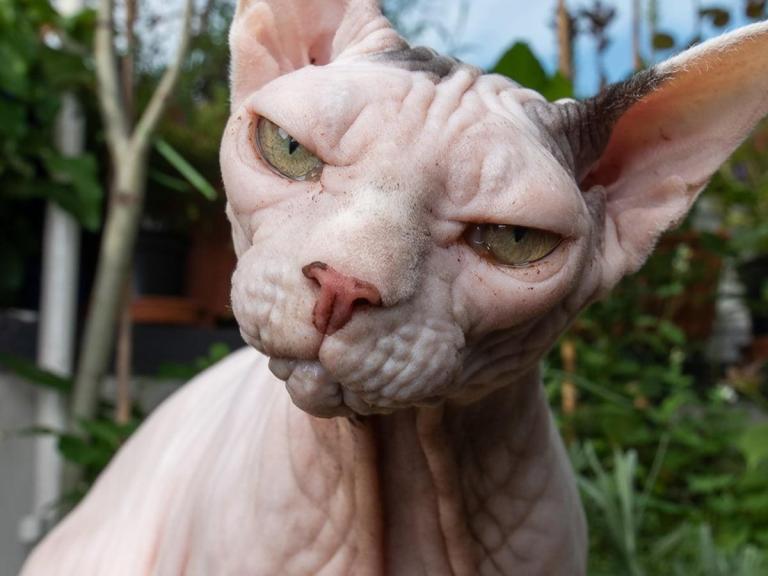 Dear Buddy: Do All Cats Look Like Wrinkly Aliens Under Their Fur ...