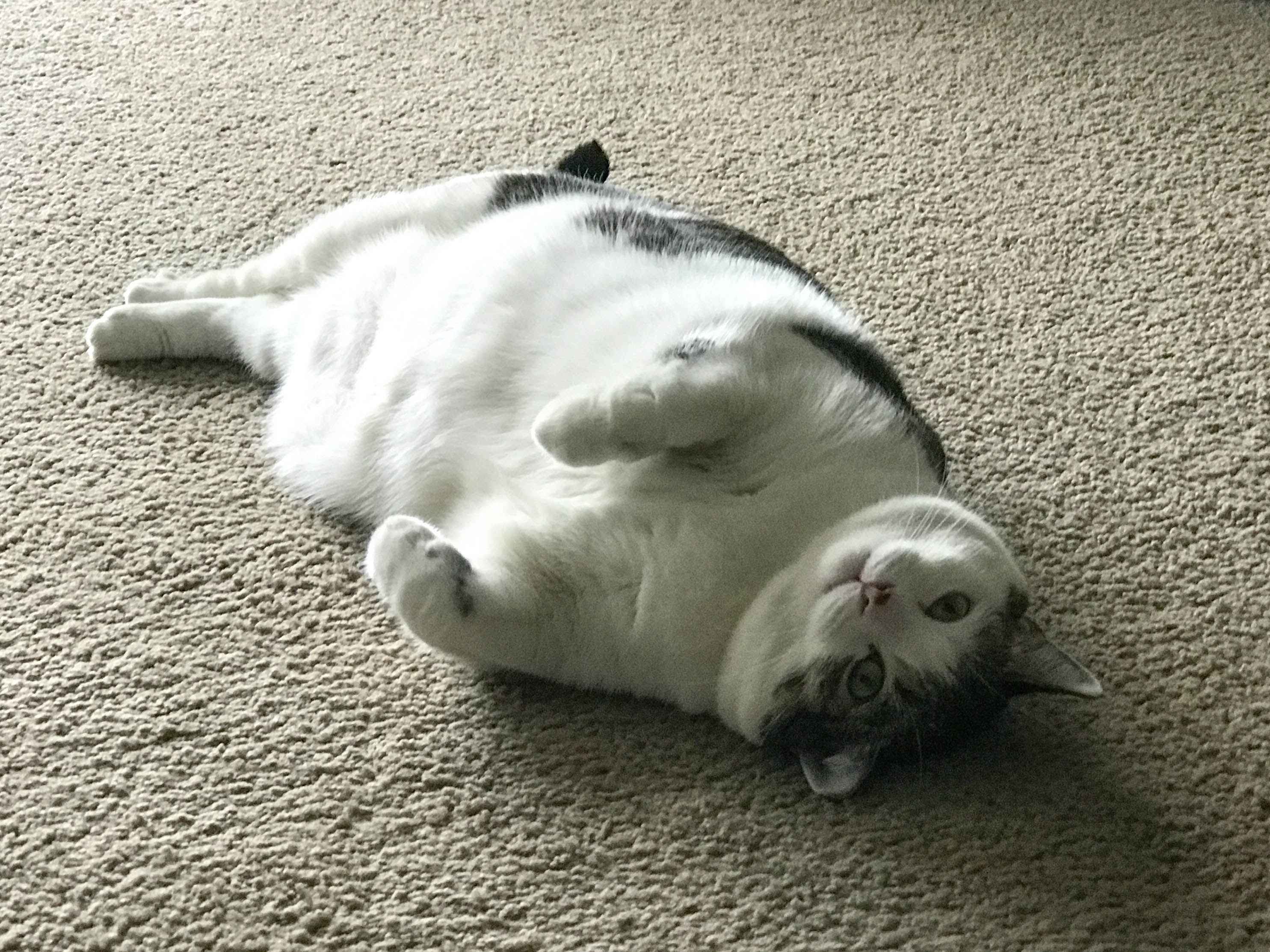 Oh Oh Oh Ozempic For Our Oh Oh Oh Obese Cats? It’s Close To Reality ...