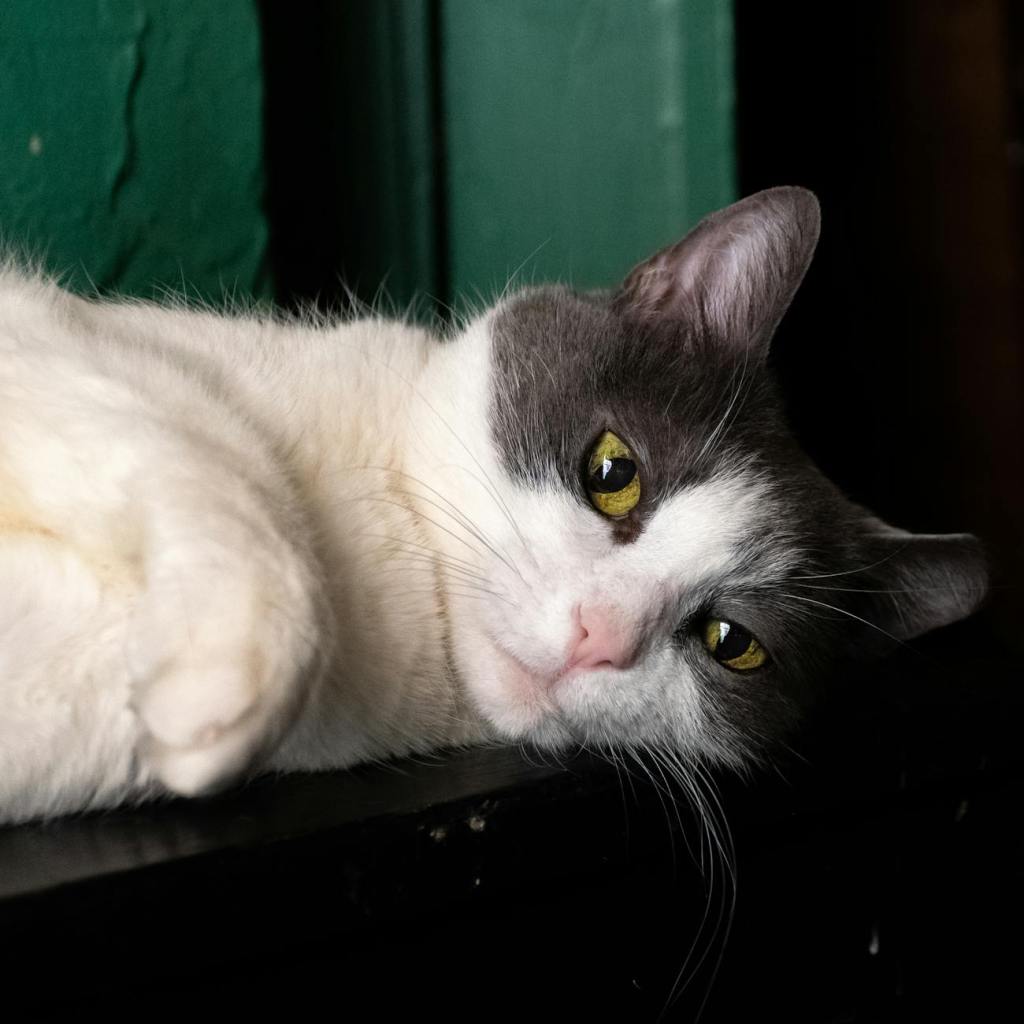 US Law Treats Pets As Property, UK Law Treats Them As Sentient ...