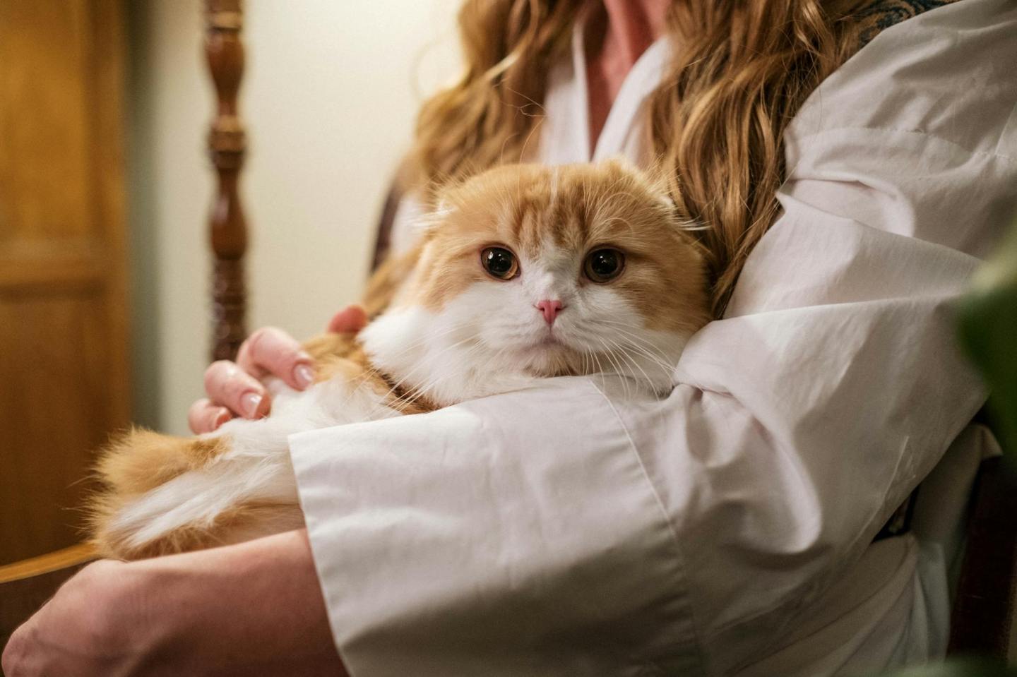 Cat Lady Day: Celebrating The Unsung Heroes Who Improve Life For ...