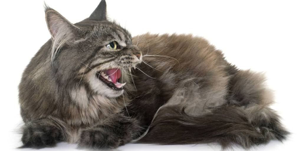 Newest Online Trend Has People Rage-Baiting Their Cats For Laughs ...